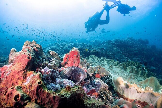 Diving with Manta Ray at Nusa Penida - Comfort and Convenience: What’s Included and What’s Not