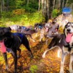 Dog Sledding and Animal Encounters Tour from Anchorage - The Sum Up