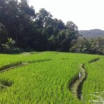 Doi Inthanon Day tour - Insights from Travelers and Reviews