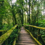 Doi Inthanon National Park - Who This Tour Is Best For