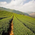 Doi Mae Salong and Mae Sai Explored - Who Will Appreciate This Tour?