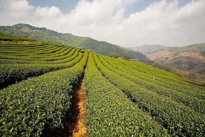 Doi Mae Salong and Mae Sai Explored - Who Will Appreciate This Tour?