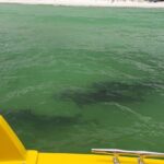 Dolphin and Sunset tour aboard the Hydro Rocket - What Sets This Tour Apart?