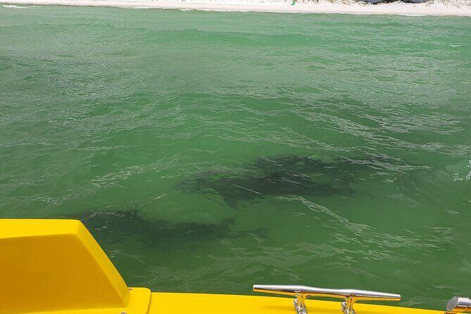 Dolphin and Sunset tour aboard the Hydro Rocket - What Sets This Tour Apart?