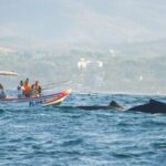 Dolphin and Whale Watching Boat Trip in Puerto Escondido - The Bottom Line