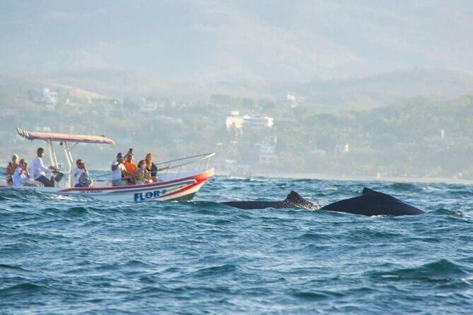 Dolphin and Whale Watching Boat Trip in Puerto Escondido - The Bottom Line