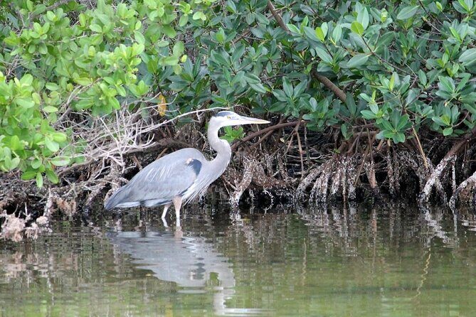 Dolphin Eco Cruise Nature Adventure in Cocoa Beach - Frequently Asked Questions