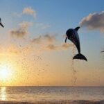 Dolphin Tour and Sunrise Watching in Lovina Beach - All Inclusive - Who Will Love This Tour?