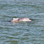 Dolphin Watching Boat Tour from Kalpitiya - FAQ