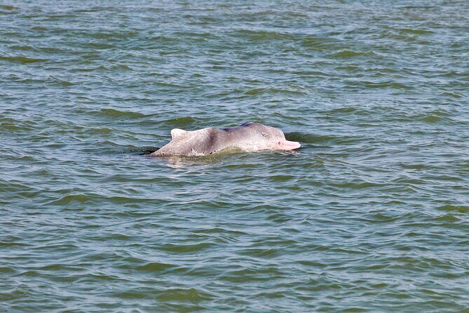 Dolphin Watching Boat Tour from Kalpitiya - FAQ
