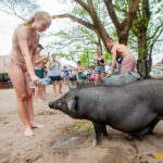 Dolphin Watching Tan and Pig Island Tour from Koh Samui - Final Thoughts: Who Will Love This Tour?