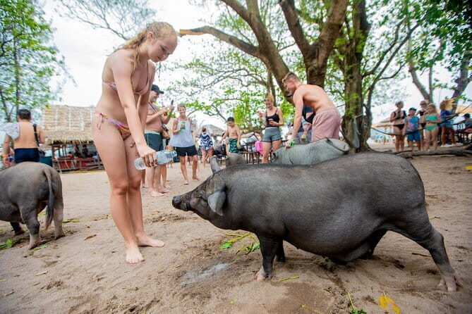 Dolphin Watching Tan and Pig Island Tour from Koh Samui - Final Thoughts: Who Will Love This Tour?