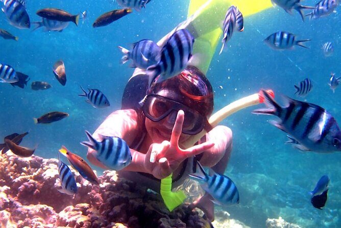 Dolphin Watching Tour, Swimming with Dolphins and Snorkeling - FAQ