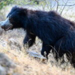 DOUBLE SAFARI -Udawalawe & Yala Safari Private Day Tour - An In-Depth Look at the Tour Experience