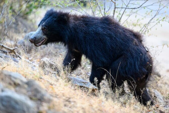 DOUBLE SAFARI -Udawalawe & Yala Safari Private Day Tour - An In-Depth Look at the Tour Experience