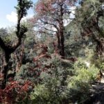 Druk Path Trek: Discover The Raw Natural Beauty of Bhutan - The Itinerary: A Day-by-Day Breakdown