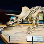 Drumheller Full-day Private Sightseeing Tour - Who Should Book This Tour?