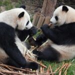 Dujiangyan/Wolong Panda Sanctuary day tour option panda keeper - Is It Worth the Cost?