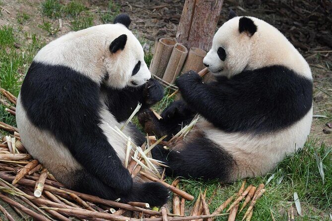 Dujiangyan/Wolong Panda Sanctuary day tour option panda keeper - Is It Worth the Cost?