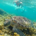 Dumaguete Apo Island Snorkeling Tour - What’s Included and What’s Not