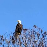 Eco Adventure Scenic Wildlife Boat Cruise - Authentic Reviews and Feedback