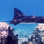 Eco Sea Scooter Beach Entry - Rent a GoPro Video tape Sea Turtles - Environmental Commitment and Practical Details