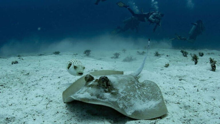 El Nido: Discover Scuba Diving with Manta Rays in Sibaltan - What Makes This Tour Stand Out?