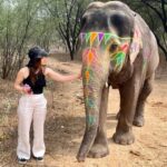 Elefun Best Elephant Sanctuary in Jaipur - The Value of the Experience