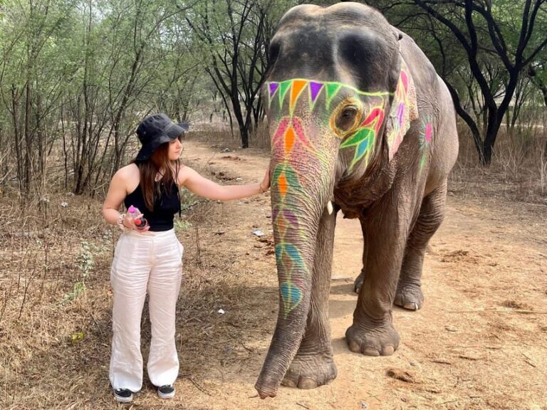 Elefun Best Elephant Sanctuary in Jaipur - The Value of the Experience