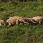 Elephant and Wildlife Watching in Kuiburi National Park - Private Afternoon Tour - The Experience: An In-Depth Look