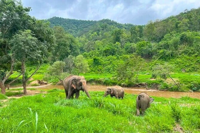 Elephant Care and Sticky Waterfalls (Bua Thong Waterfalls) Tour - What’s Included and What to Keep in Mind