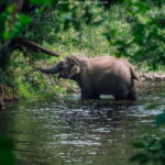 Elephant experience tour in Tay Nguyen - Discovering Yok Don’s Natural Habitat