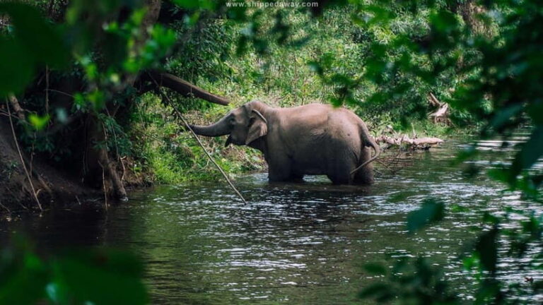 Elephant experience tour in Tay Nguyen - Discovering Yok Don’s Natural Habitat