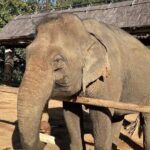 Elephant keeper programs with Kuang si waterfall in Laos - Itinerary Breakdown: From Morning to Evening