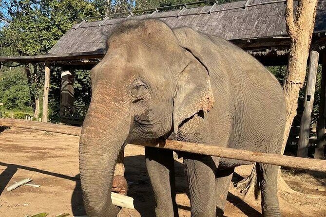 Elephant keeper programs with Kuang si waterfall in Laos - Itinerary Breakdown: From Morning to Evening