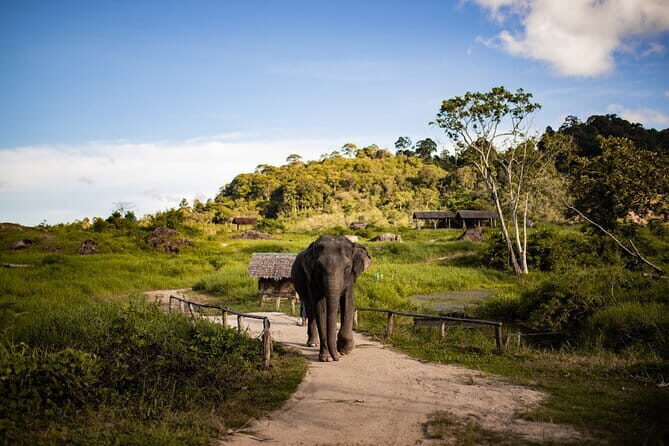 Elephant Nature Experience with Lunch at Bukit Elephant Park - Exploring Thai Culture: Rubber Tapping, Coconut Milk, and Cooking