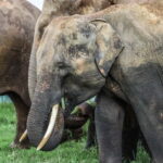 Elephant safari: Minneriya national park elephant safari - What to Expect on the Minneriya Wildlife Safari