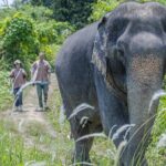 Elephant Sanctuary Small Group Tour in Phuket - What You’ll Love About the Itinerary