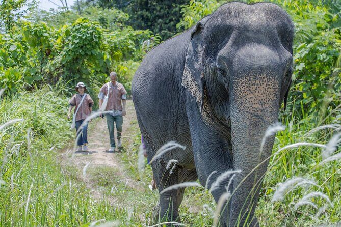 Elephant Sanctuary Small Group Tour in Phuket - What You’ll Love About the Itinerary