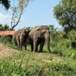 Elephant Sanctuary, Wat Ban Den & Sticky Waterfall - Authenticity and Reviews