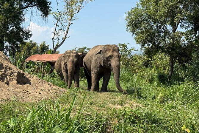 Elephant Sanctuary, Wat Ban Den & Sticky Waterfall - Authenticity and Reviews