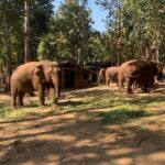 Elephant Sightings , Bamboo Rafting Through The Jungle, Swimming In a Waterfall - The Itinerary in Detail