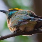 Elephant Transit Home Udawalawe with Jeep safari from Colombo - Udawalawe National Park: A Thrilling Safari