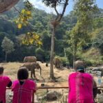 Elephant Watching and Thai Cooking Class with Waterfall - The Transportation and Group Dynamics