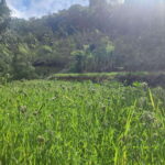 Ella: Guided Day Tour with Tea Estate Visit - Practical Tips for Your Day in Ella