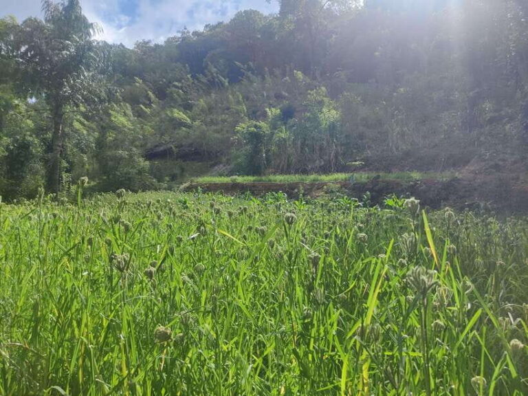 Ella: Guided Day Tour with Tea Estate Visit - Practical Tips for Your Day in Ella