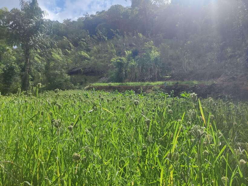 Ella: Guided Day Tour with Tea Estate Visit - Practical Tips for Your Day in Ella