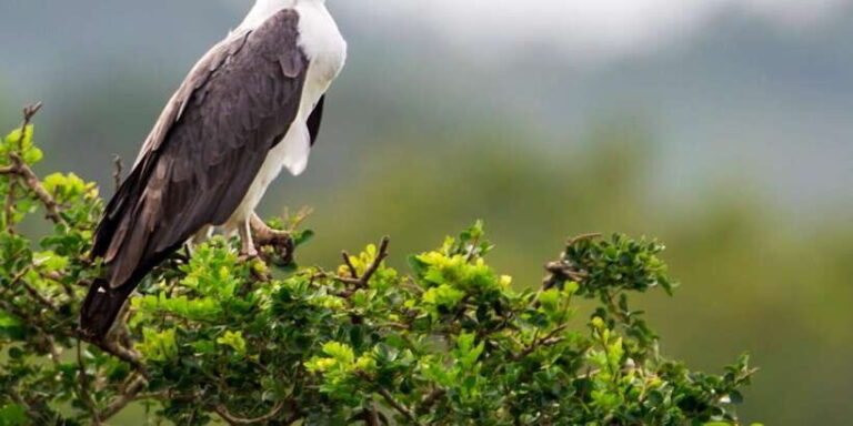 Ella: Safari Day Trip to Yala & Udawalawe w/ Picnic Lunch - A Closer Look at the Safari Itinerary