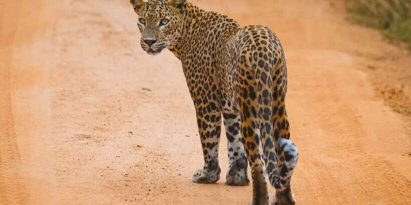 ELLA to TANGALLE/MIRISSA/GALLE Shuttle & YALA Safari - Why This Tour Works Well