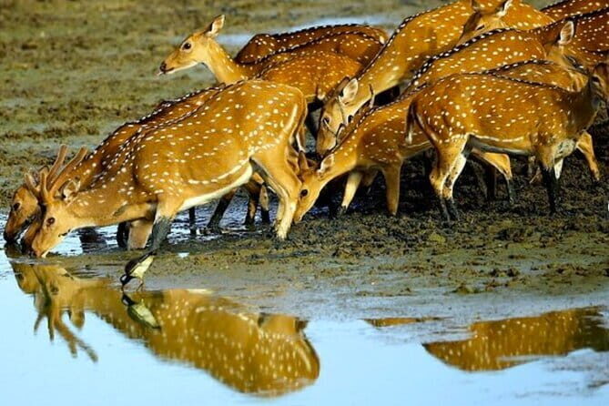 Ella To Yala National Park Private Transport - The Itinerary: What to Expect